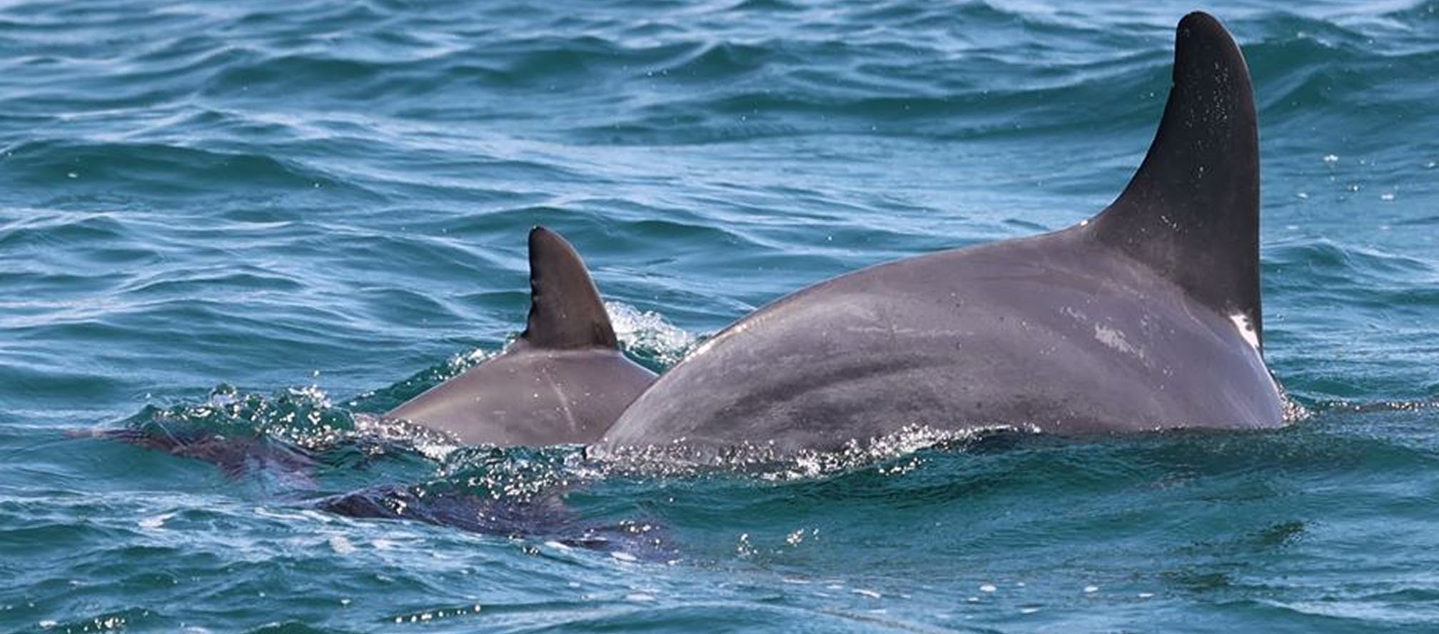 Project 4.1: Snapper connectivity and evaluation of juvenile stocking | Westport